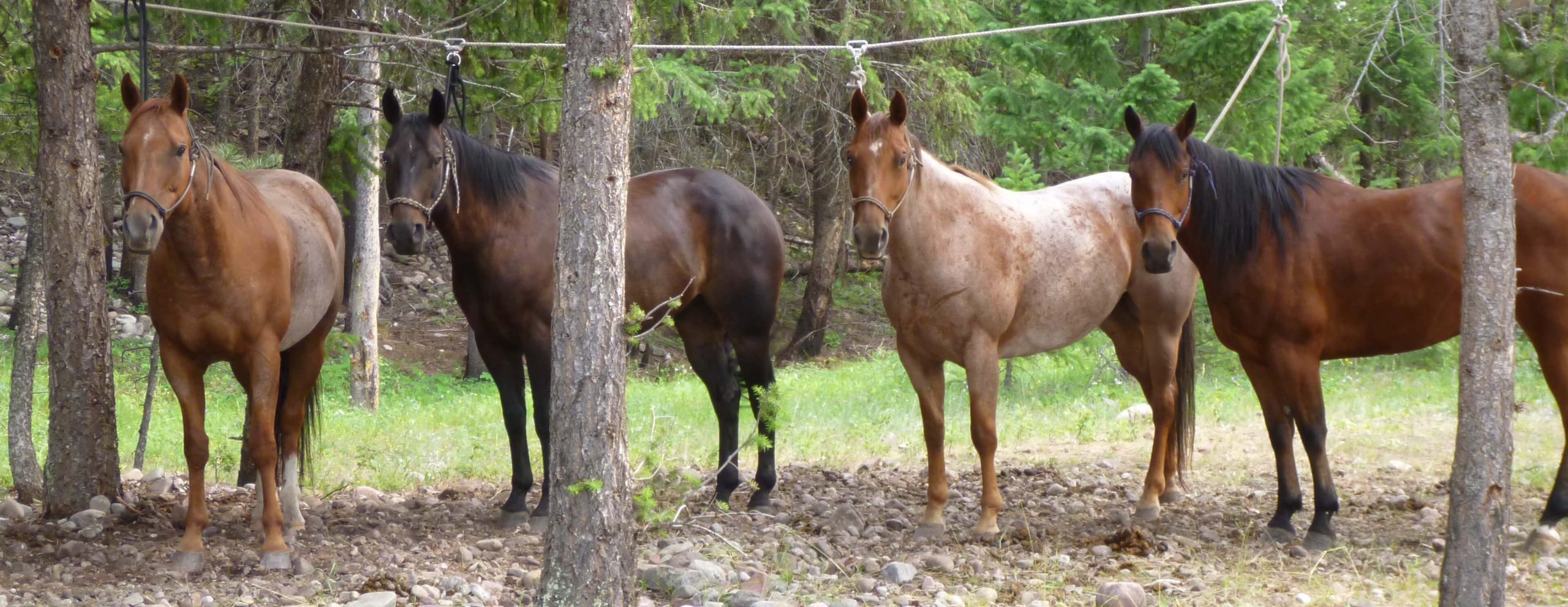 P1010757 - Oxbow Cattle Company