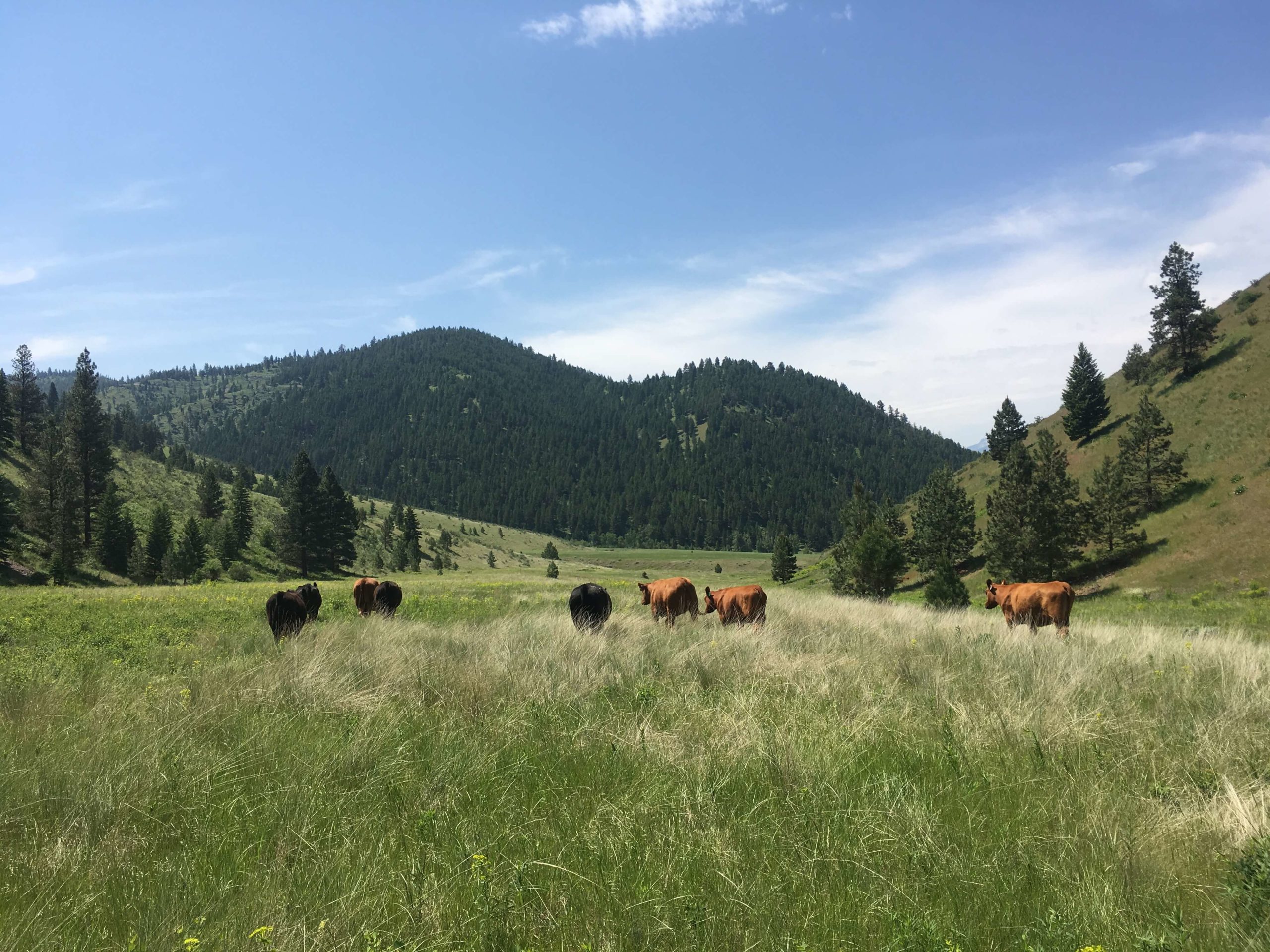 IMG_2591 - Oxbow Cattle Company