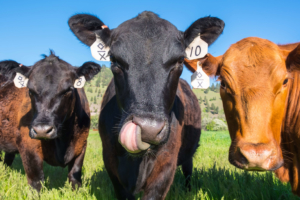 oxbow cows (1 of 1) - Oxbow Cattle Company
